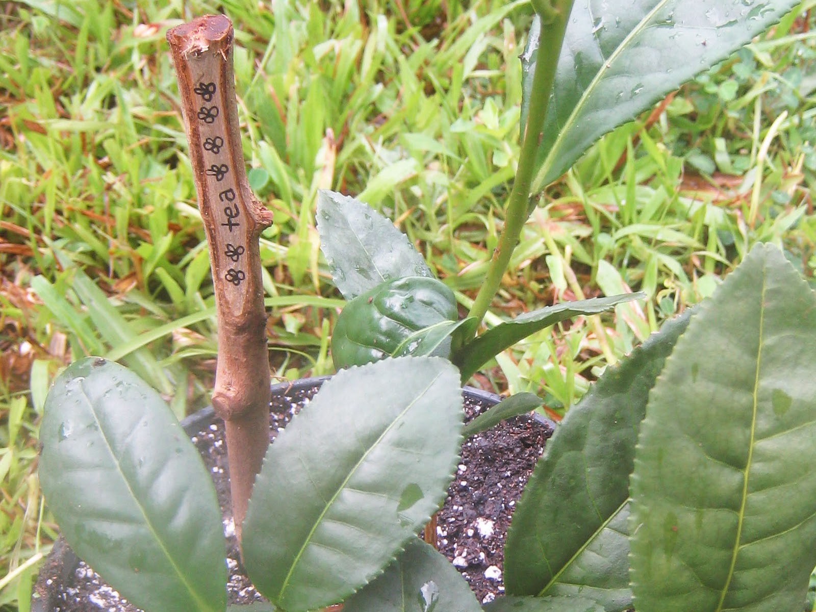 Tropical Homestead DIY Simple Plant Markers tropical-homestead-diy-simple-plant-markers