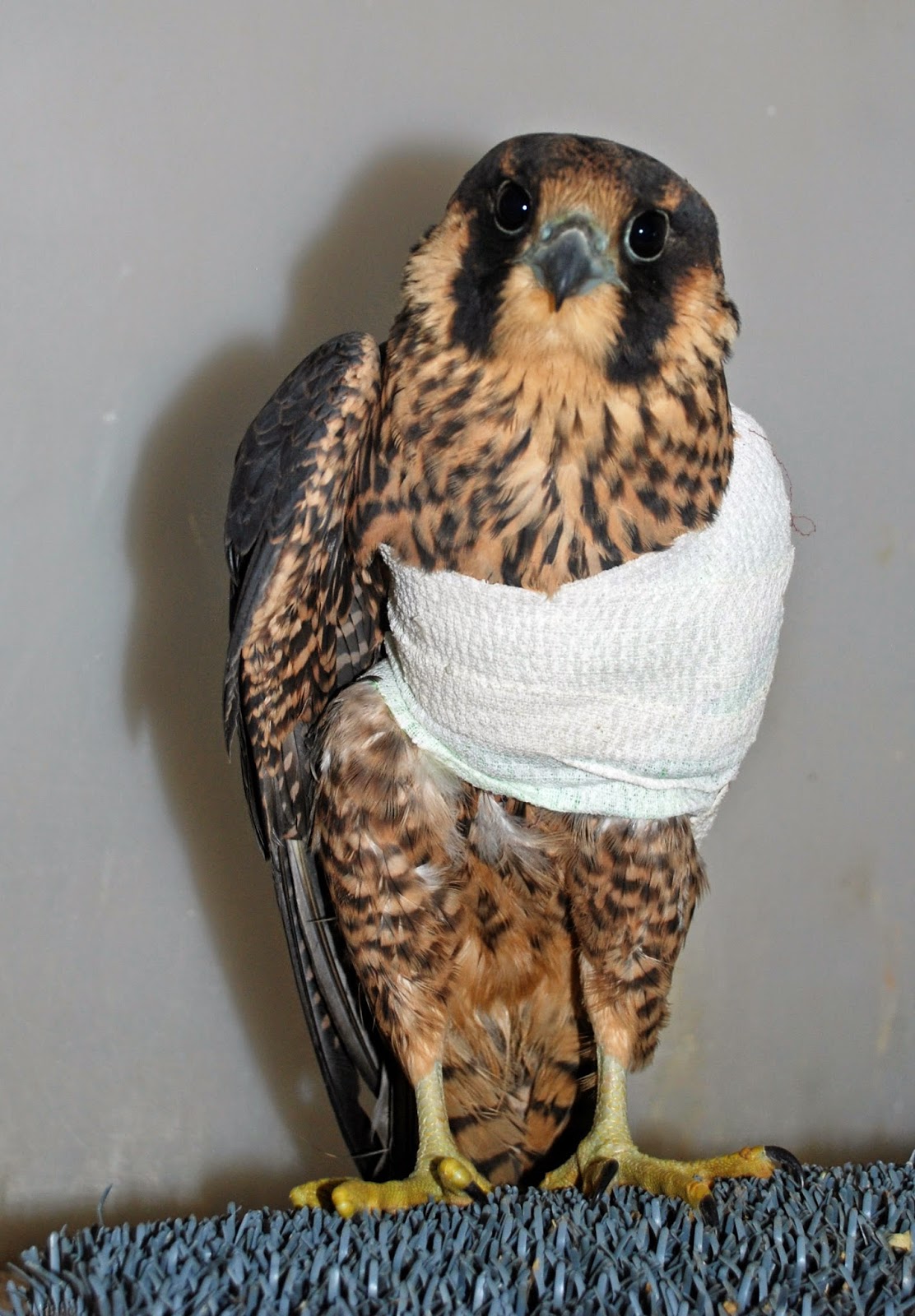 Ironside Bird Rescue Inc Hurt Young Falcon ironside-bird-rescue-inc-hurt-young-falcon