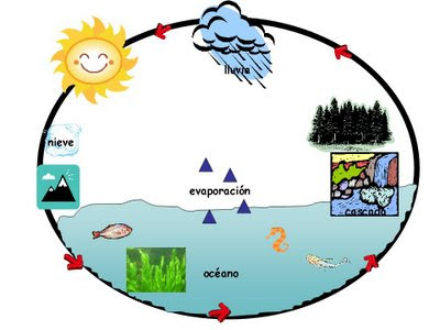 Ecosisteema !: Los ciclos en la naturaleza