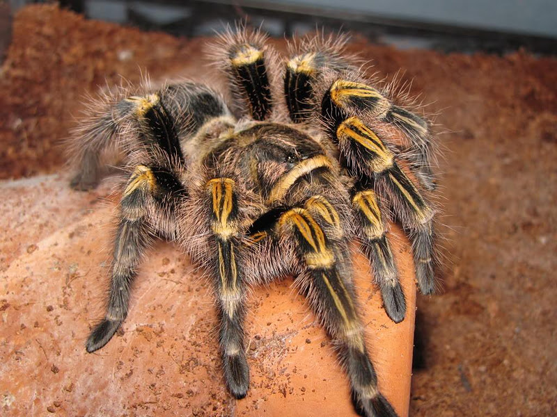 Uncle Tarantula: Chaco Golden Knee Uncle Tarantula: Chaco Golden Knee