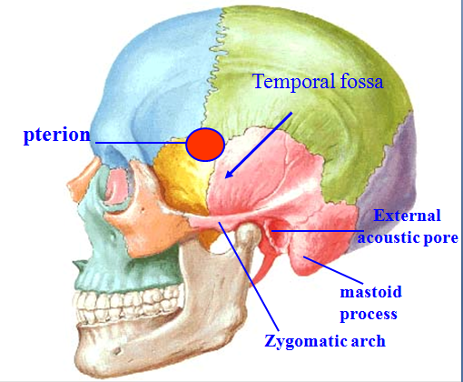 MBBS Medicine (Humanity First): Skull Anatomy MBBS Medicine (Humanity First): Skull Anatomy
