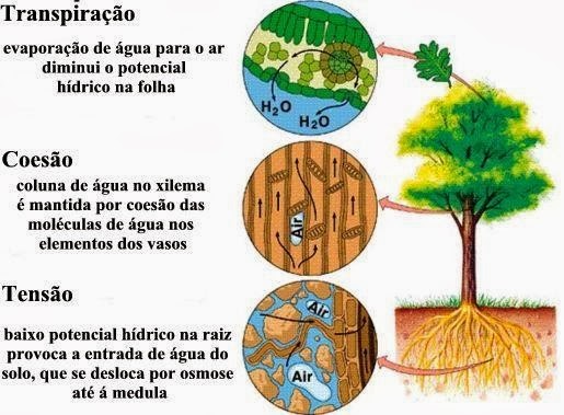Conhecendo as plantas...: Como ocorre o transporte de água da raiz até ... Conhecendo as plantas...: Como ocorre o transporte de água da raiz até ...