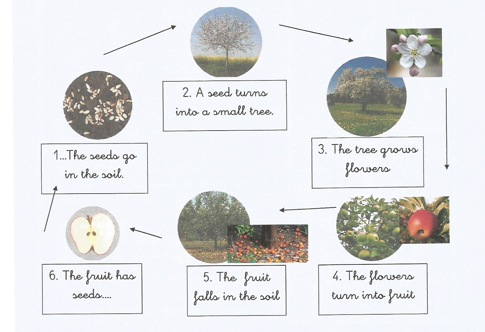 ¡Ya estamos en primaria!: THE LIFE CYCLE OF A PLANT (el ciclo vital de ...