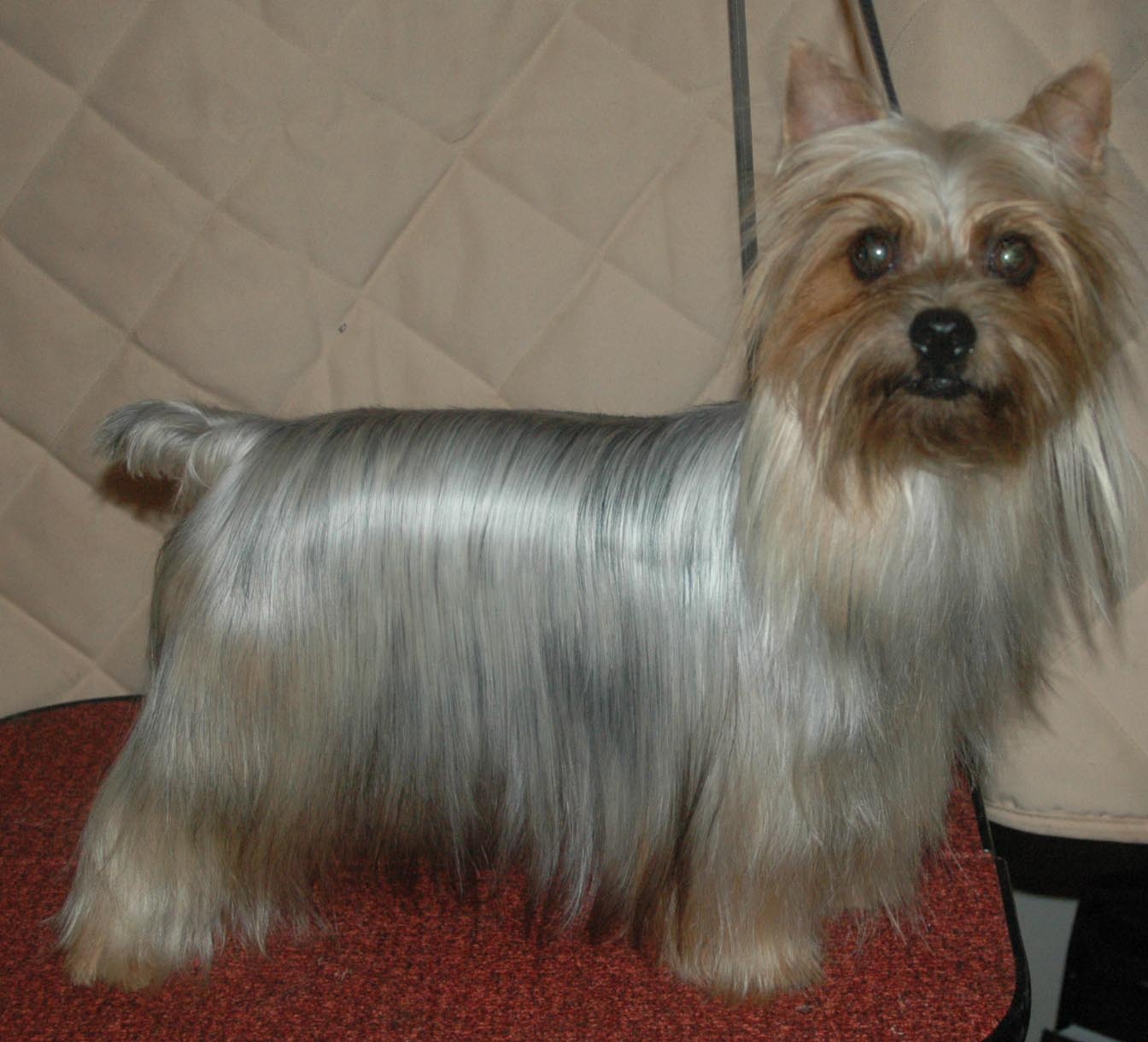 All List Of Different Dogs Breeds Types Of Dogs Toy Dog all-list-of-different-dogs-breeds-types-of-dogs-toy-dog