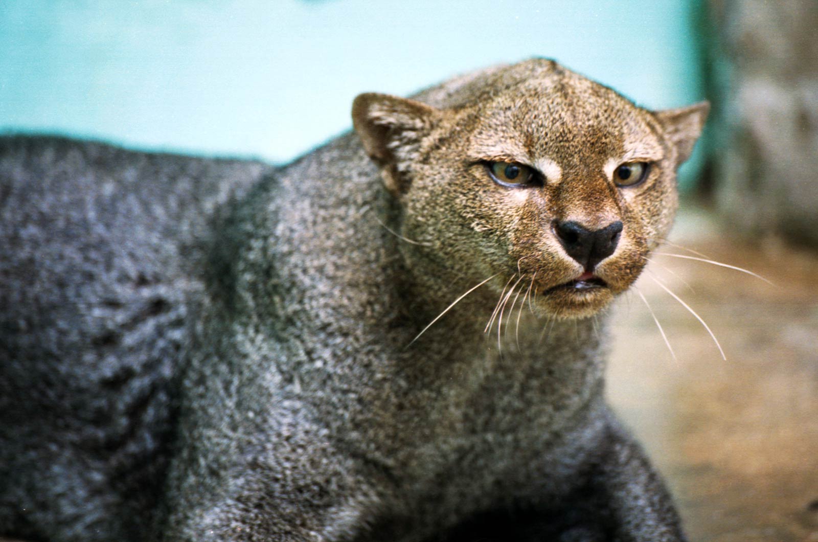ISeeEverything Lesser Known Land Animals iseeeverything-lesser-known-land-animals