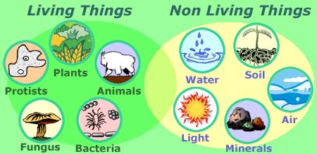 WINDOW OF SCIENCE: LIVING THINGS AND NON LIVING THINGS