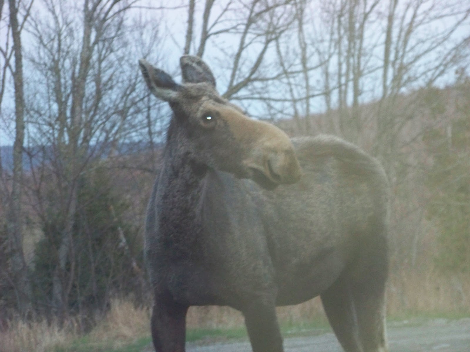 Hot Night in Maine Brings Out the Moose Hot Night in Maine Brings Out the Moose
