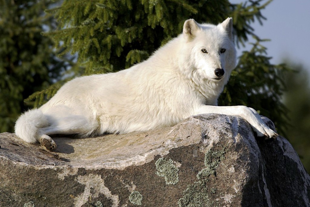 Lobo artico - Imagui
