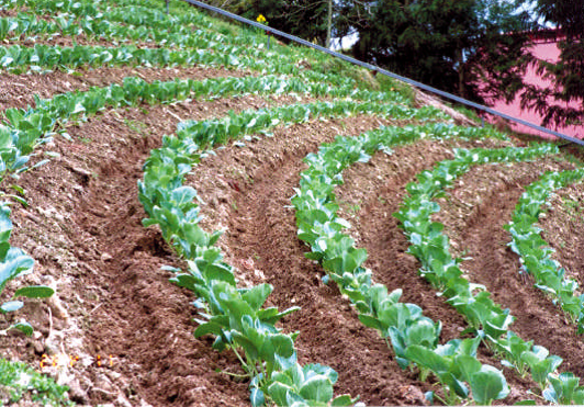 agricultura y ecologia: SURCADO EN CONTORNO