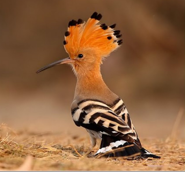 5 Bird Species Most Unique In The World Koebanget blogspot 5-bird-species-most-unique-in-the-world-koebanget-blogspot