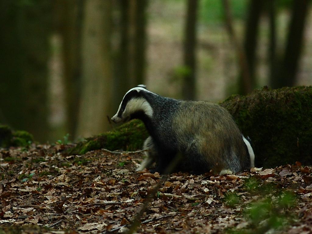 Badger badger
