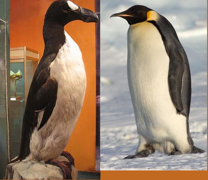 The Natural World: Why Did The Great Auk Become Extinct?