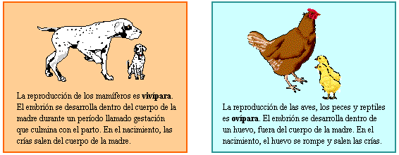 Reproduccion en seres vivo: Reproducción En Animales ( Sexual )