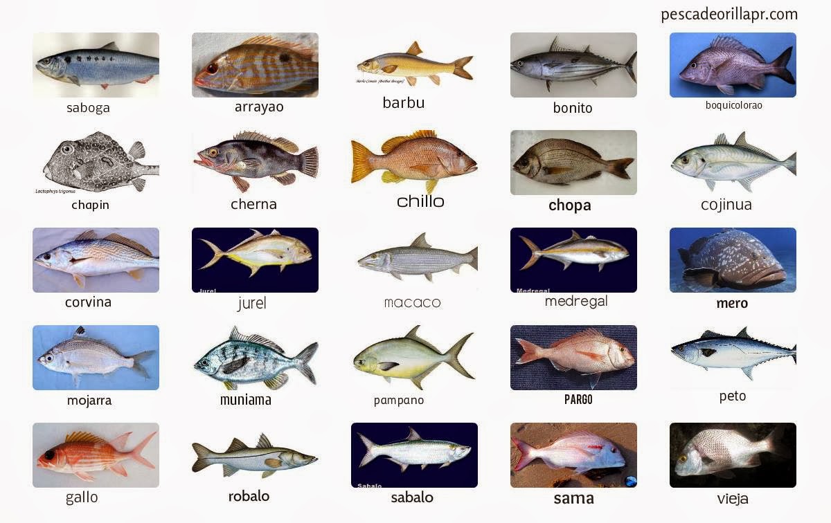Conocimiento del Medio Natural, Social y Cultural: Tema 2. LOS VERTEBRADOS