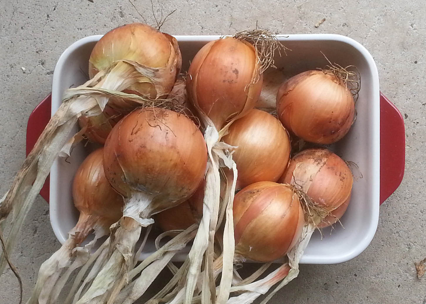 The Gardening Me End Of Season Review Onions Leeks the-gardening-me-end-of-season-review-onions-leeks