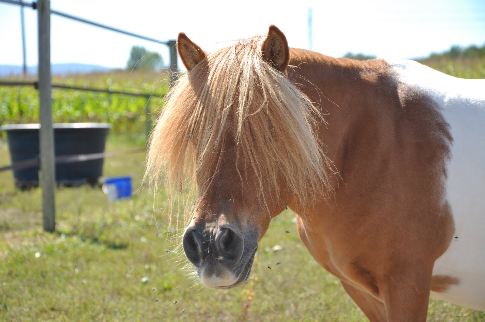 LE MAXIMUM: Tête de poney - photo libre de droit LE MAXIMUM: Tête de poney - photo libre de droit