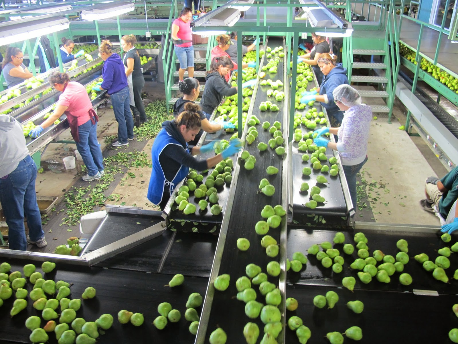 Pear Harvesting is Almost Over...Already - Munchie Musings