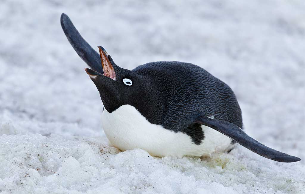 Adelie Penguin adelie-penguin