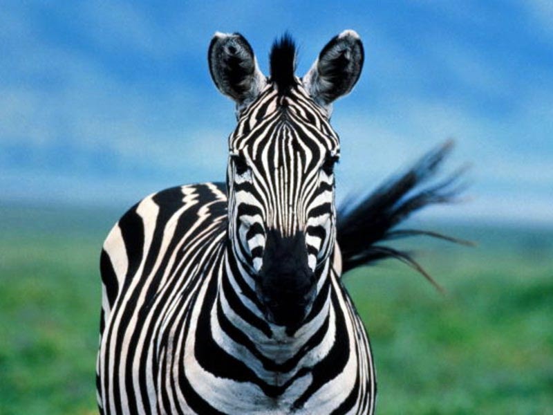 Zebra zebra