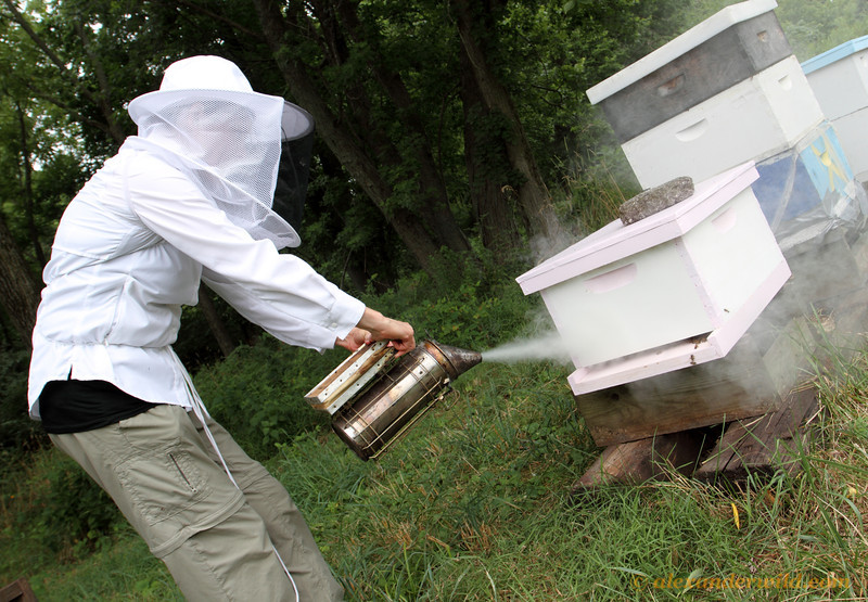 Honey and beehives - Suggestions - DayZ Forums Honey and beehives - Suggestions - DayZ Forums