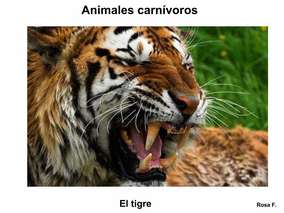 imagenes de animales carnivoros para imprimir