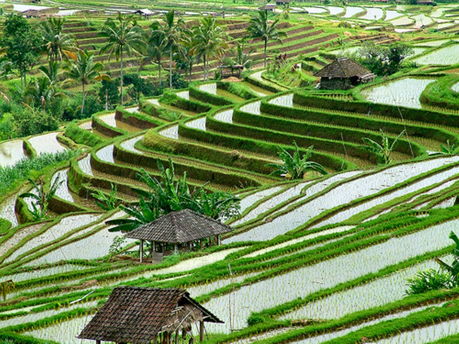 alam, budaya dan lingkungan: Sawah Terasering
