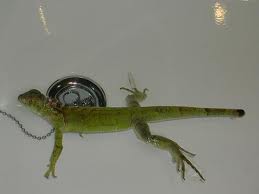 Iguanas ( cuidado, alimentación, su lenguaje, comportamiento ...