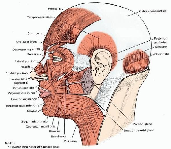 RxDentistry Muscles Of The Facial Expression rxdentistry-muscles-of-the-facial-expression