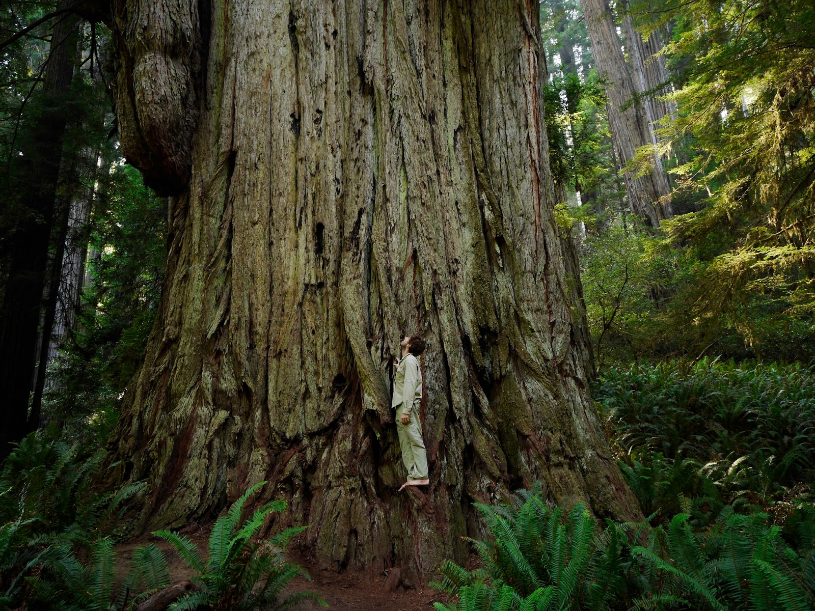 Loomstate Act Natural Blog Where The Redwoods Grow loomstate-act-natural-blog-where-the-redwoods-grow