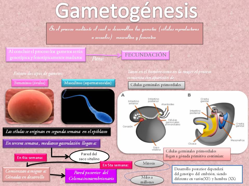 Blog de evidencias de Fisiología Médica de Evelyn Roxana: Gametogénesis en el hombre y la mujer(3)