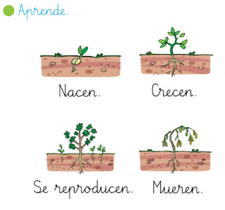 Crecer soñando: LAS PLANTAS SON SERES VIVOS