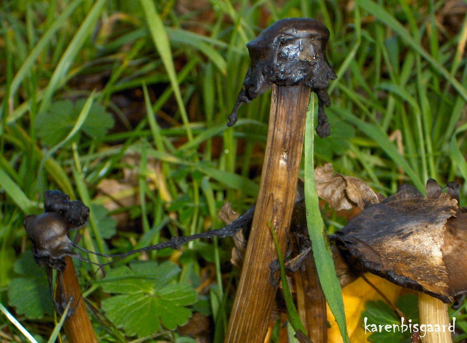 Karen s Nature Photography Ending Of Inky Cap Mushrooms karen-s-nature-photography-ending-of-inky-cap-mushrooms