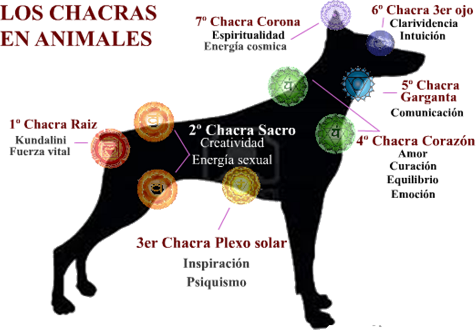 Sólo Por Hoy Reiki: Los Chakras en los animales Sólo Por Hoy Reiki: Los Chakras en los animales