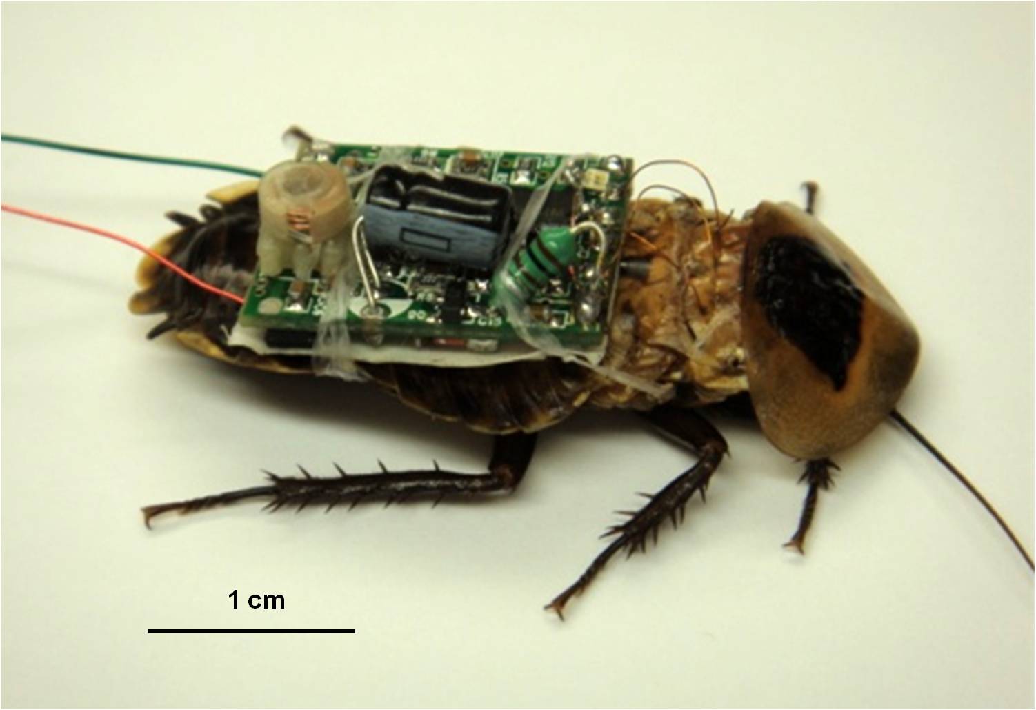 DARPA hybrid cyborg insects | NextBigFuture.com DARPA hybrid cyborg insects | NextBigFuture.com