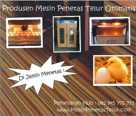 Cara Membuat Mesin Penetas Telor Ayam