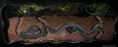 Real Monstrosities: Rubber Eel