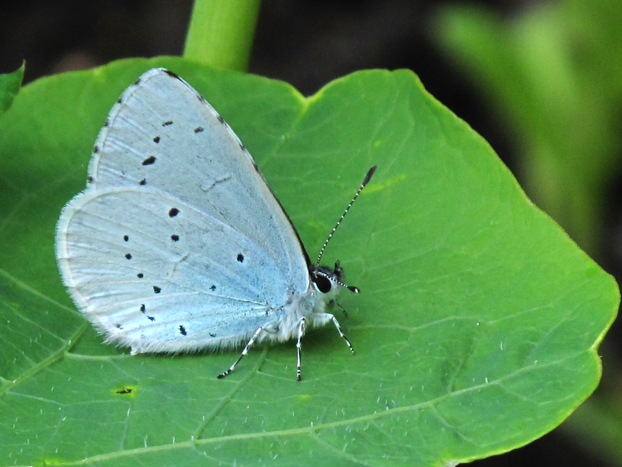 BugBlog Fresh Holly Blue Shows Its Tongue bugblog-fresh-holly-blue-shows-its-tongue