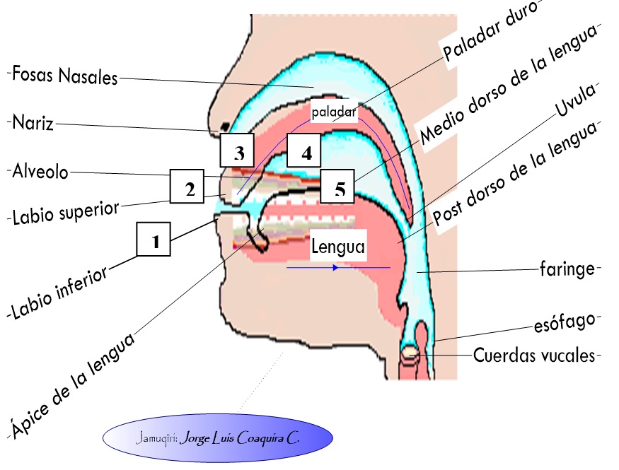 LINGÜÍSTICA AYMARA: FONEMAS DEL AYMARA