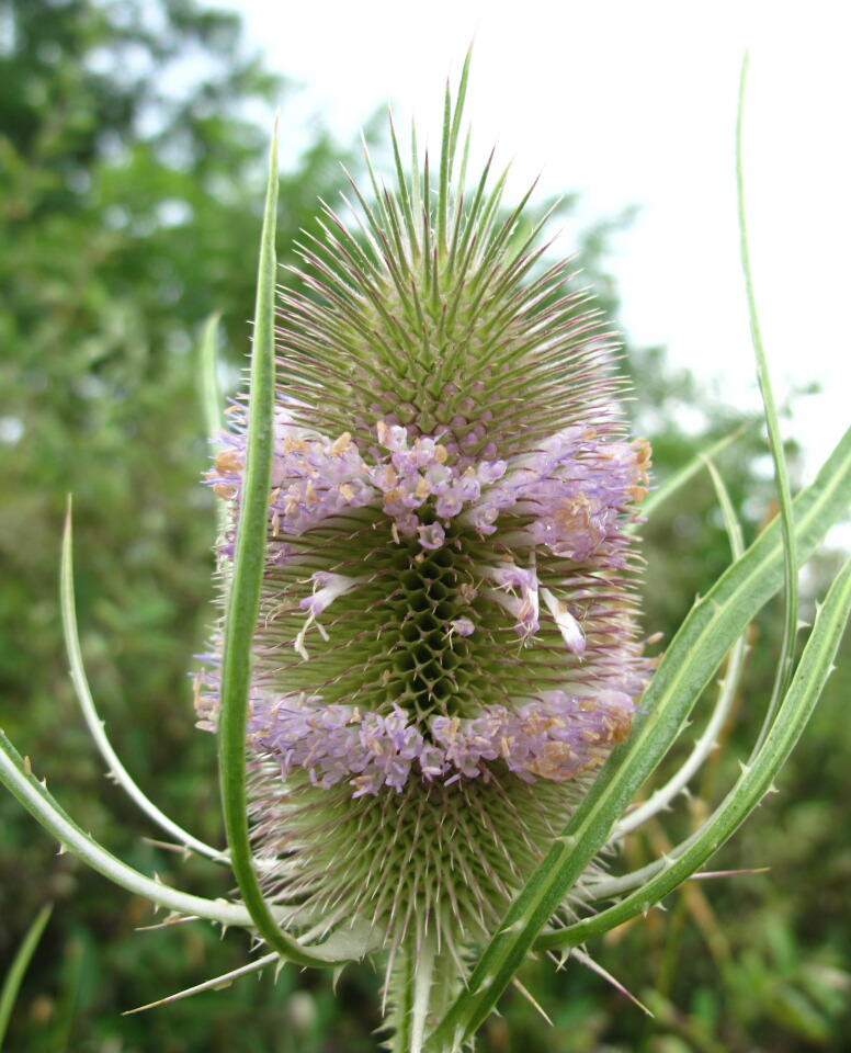 The Joyce Road Neighborhood Wildflower Teasel the-joyce-road-neighborhood-wildflower-teasel
