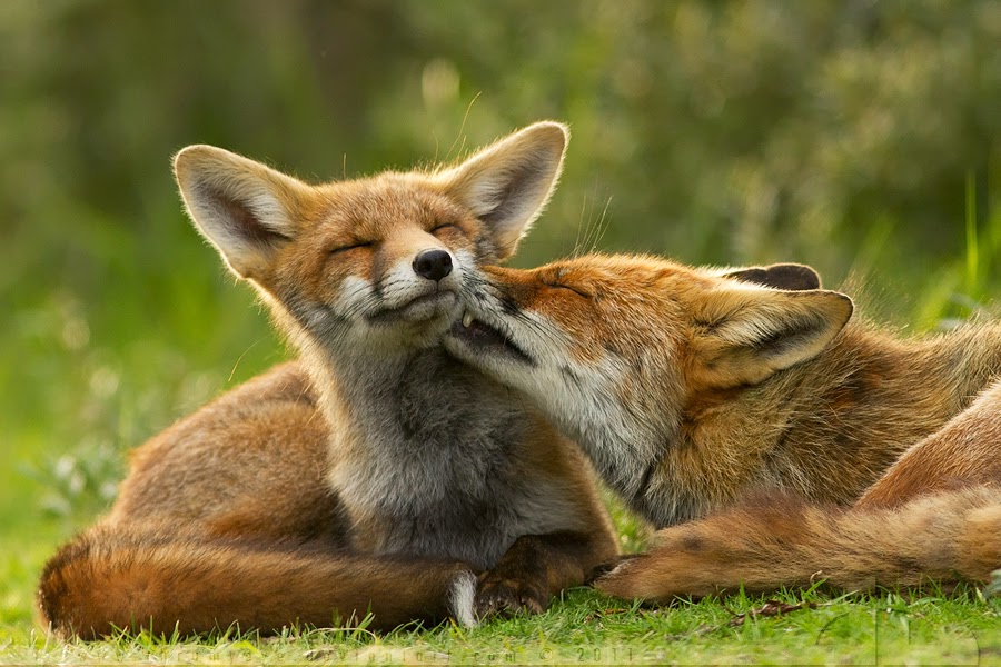 White Wolf : Talented Wildlife Photographer Takes Stunning Pictures Of Foxes Cuddling Each Other