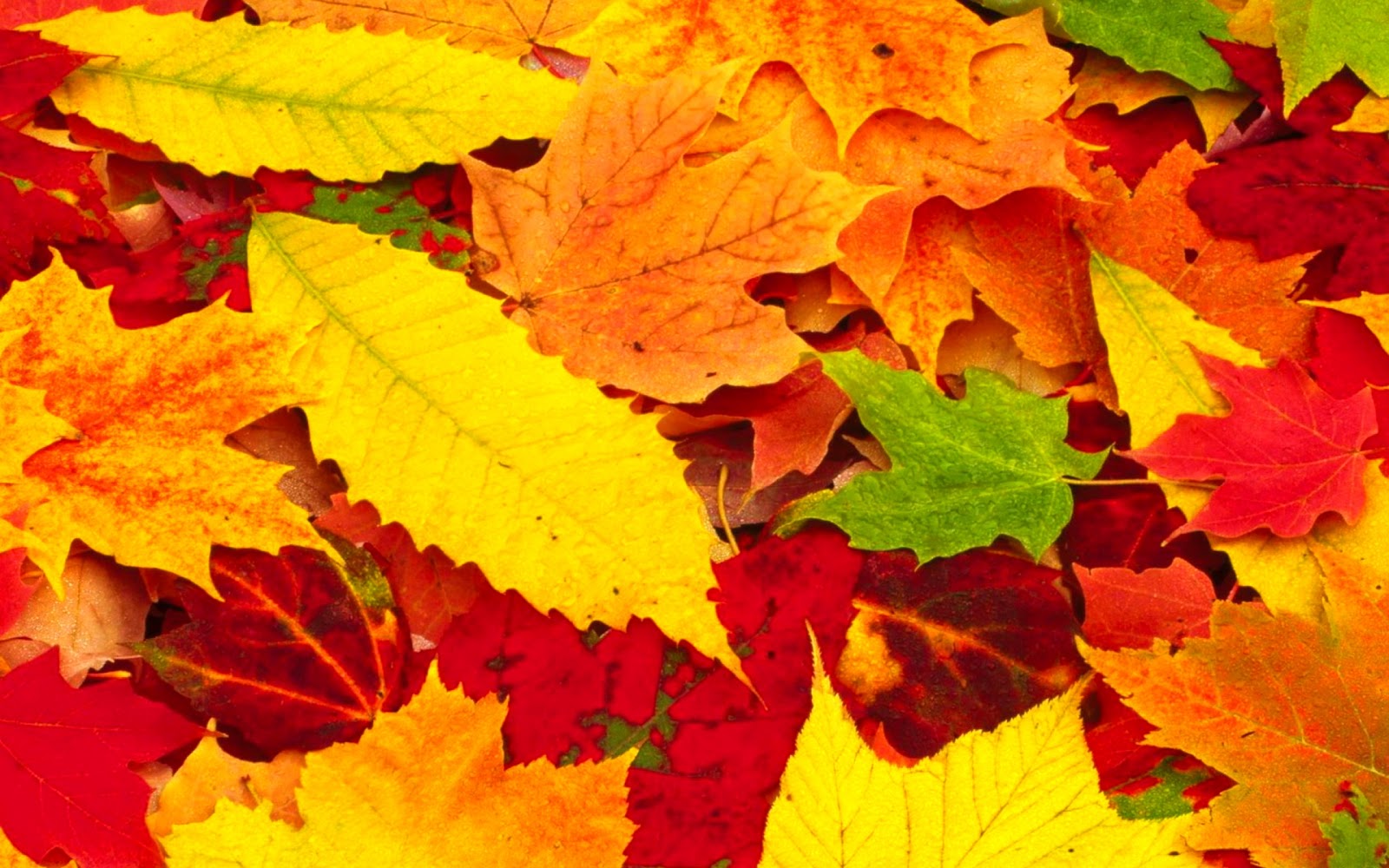Beautiful Wallpapers for Desktop: Red Autumn Leaves Wallpapers hd Beautiful Wallpapers for Desktop: Red Autumn Leaves Wallpapers hd