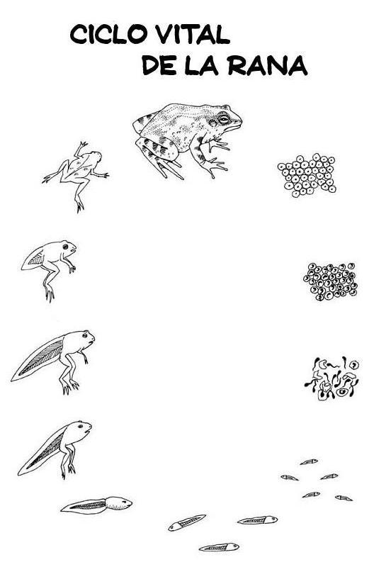 El ciclo de vida de una rana - Imagui
