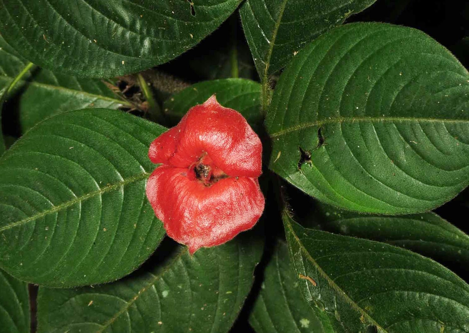 Blok888 Top 10 Weirdest Flowers In The World blok888-top-10-weirdest-flowers-in-the-world