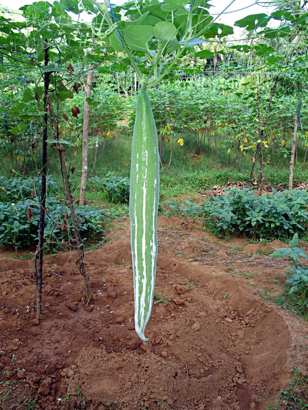 Real Monstrosities Snake Gourd real-monstrosities-snake-gourd
