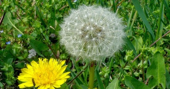KHASIAT DAN MANFAAT DAUN JOMBANG (DANDELION) UNTUK RADANG PAYU DARA ... KHASIAT DAN MANFAAT DAUN JOMBANG (DANDELION) UNTUK RADANG PAYU DARA ...