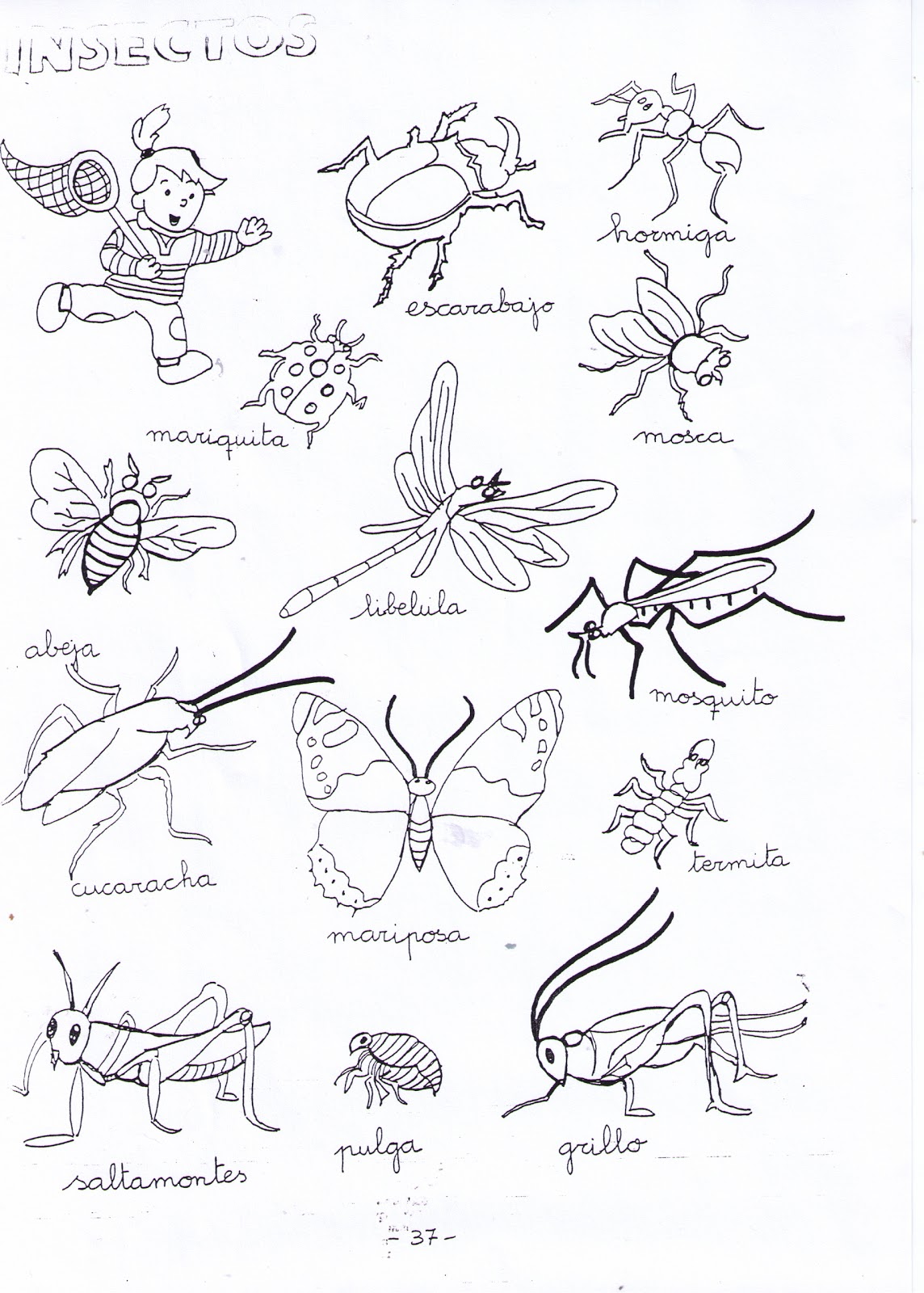mi aula compensa: LOS INSECTOS