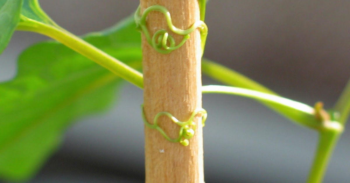 Knowledge Class Movement In Plants knowledge-class-movement-in-plants