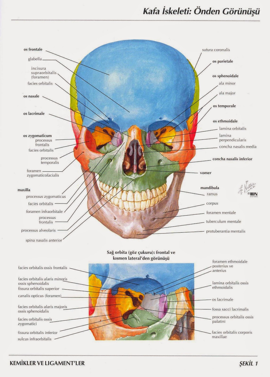Netter Atlas Of Human Anatomy Pdf | Peatix Netter Atlas Of Human Anatomy Pdf | Peatix
