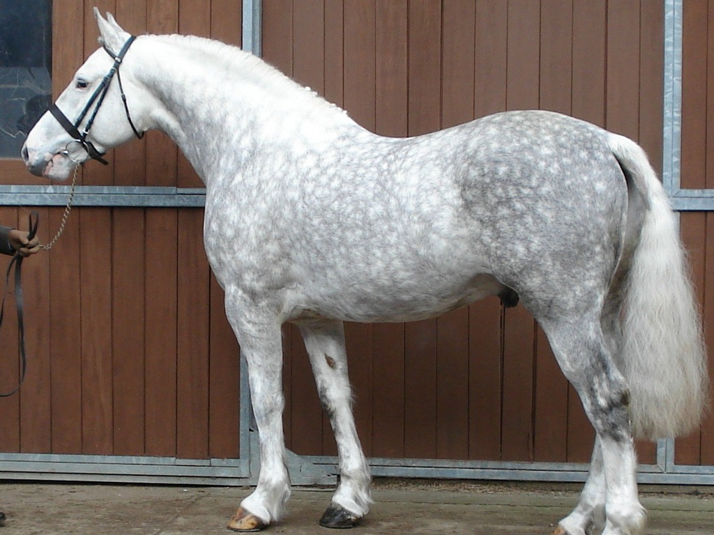 North Horse Irish Hobby Horses The Vicious Cycle Continues north-horse-irish-hobby-horses-the-vicious-cycle-continues