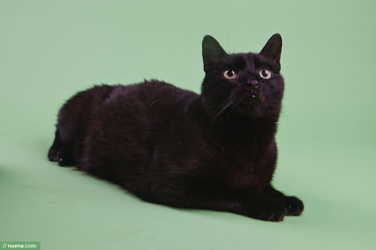 Berkeley Humane: Top Ten Reasons to Adopt a Black Cat Berkeley Humane: Top Ten Reasons to Adopt a Black Cat